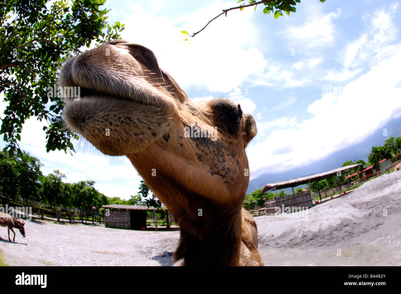 Close up of camel fish eye Stock Photo - Alamy