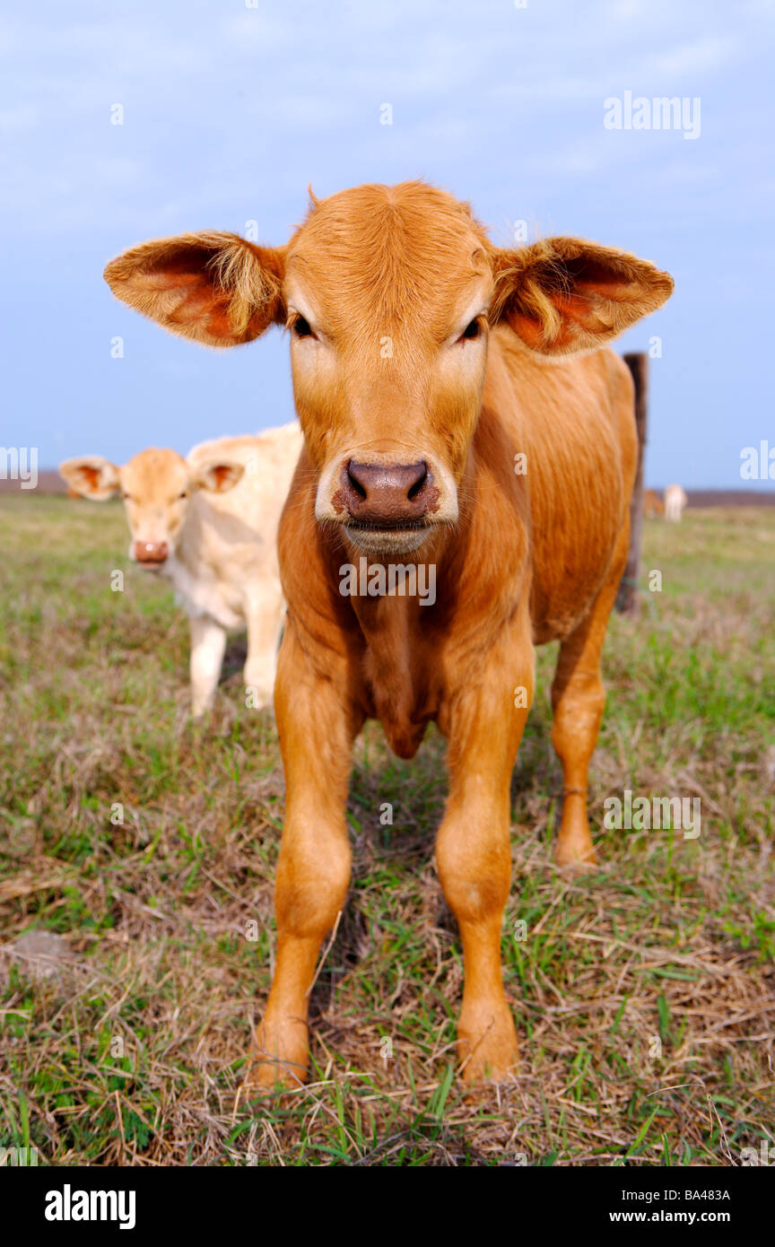 Two cows in field Stock Photo - Alamy
