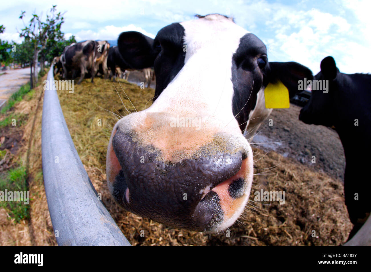 Close up of cows behind fence fish eye Stock Photo - Alamy