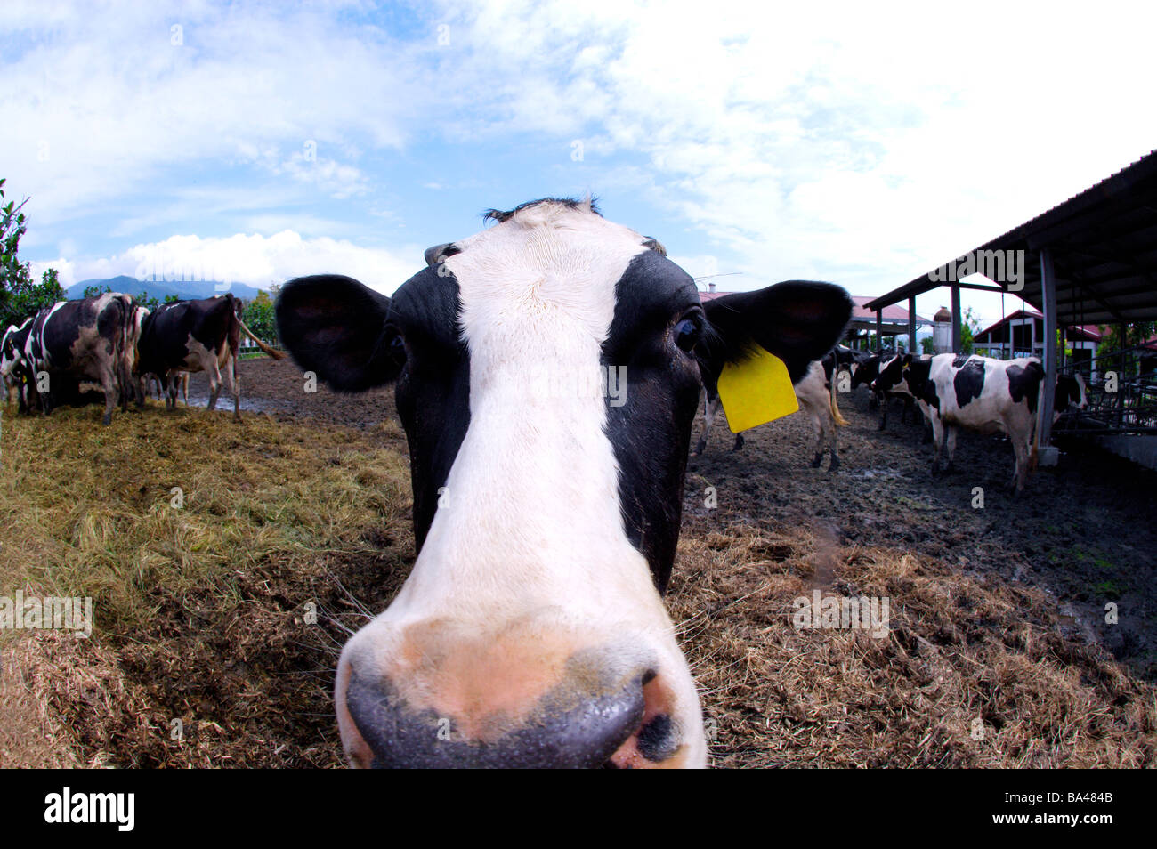 Fish head mountain hi-res stock photography and images - Alamy