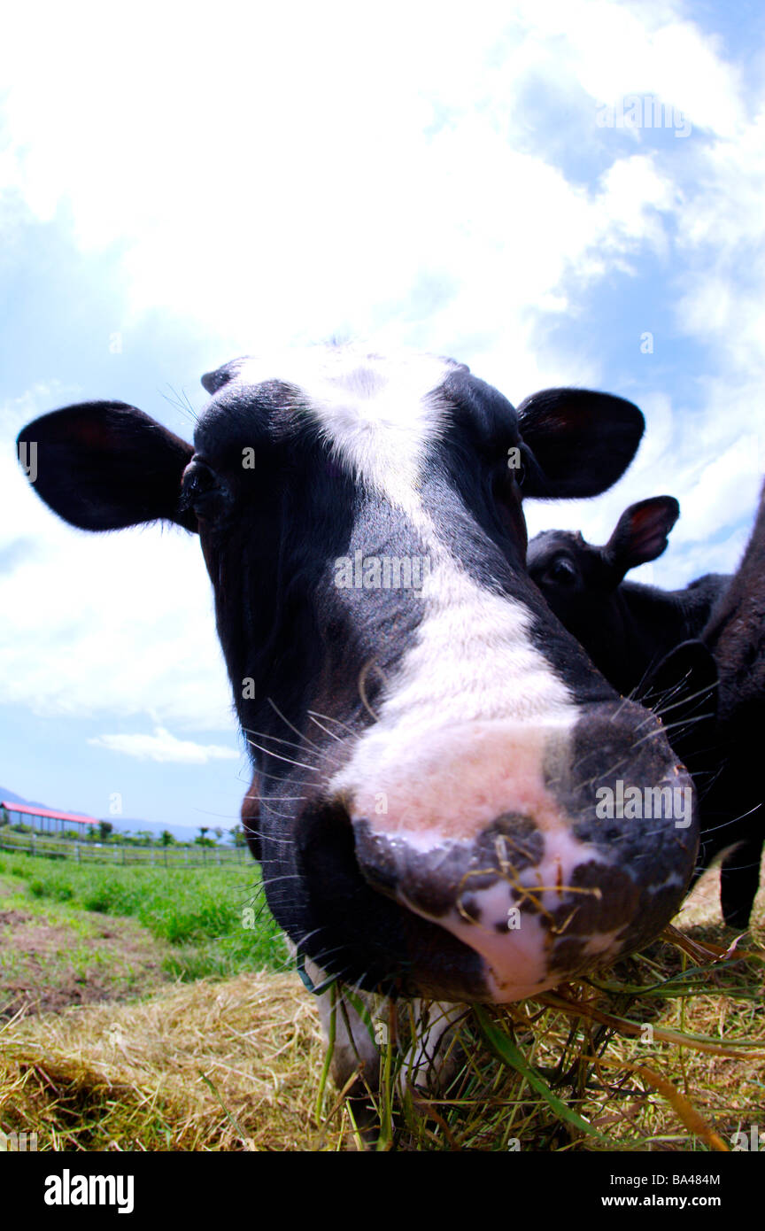 Cow fish eye lens hi-res stock photography and images - Alamy