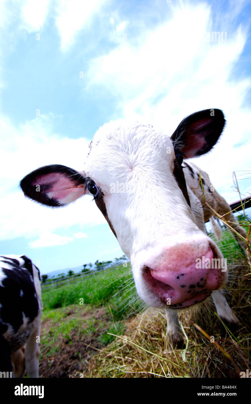 Close up of cow eating hay Stock Photo - Alamy