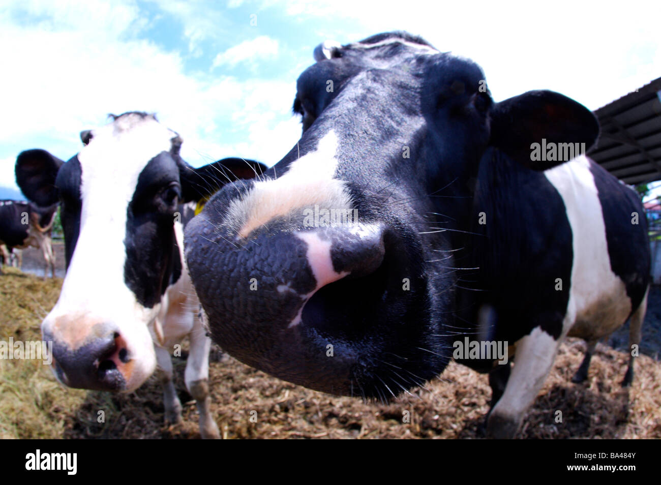 Cow fish eye lens hi-res stock photography and images - Alamy