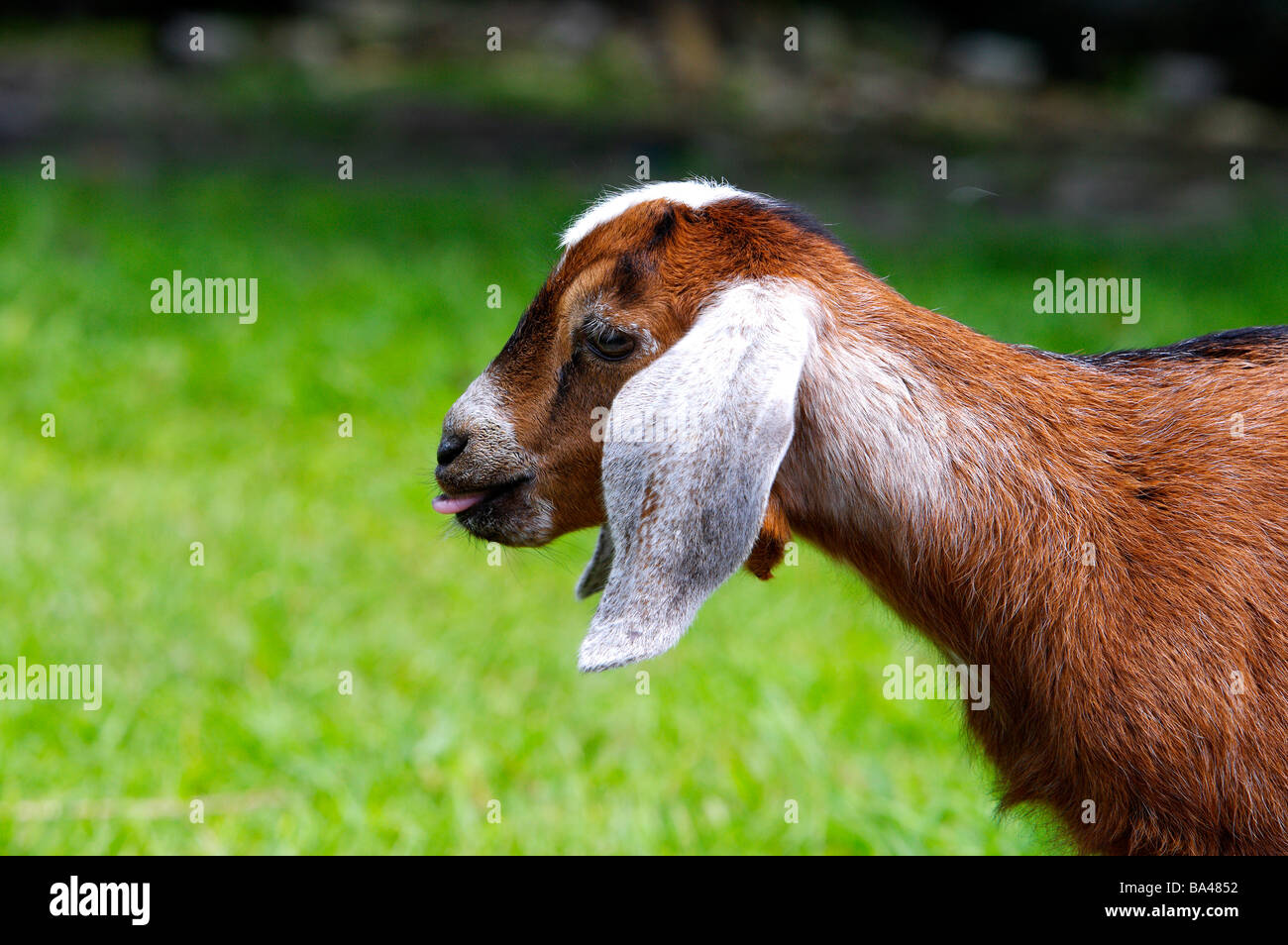 Goat in field side view Stock Photo - Alamy