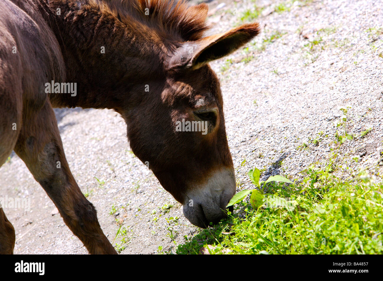 Donkey side view cute hi-res stock photography and images - Alamy