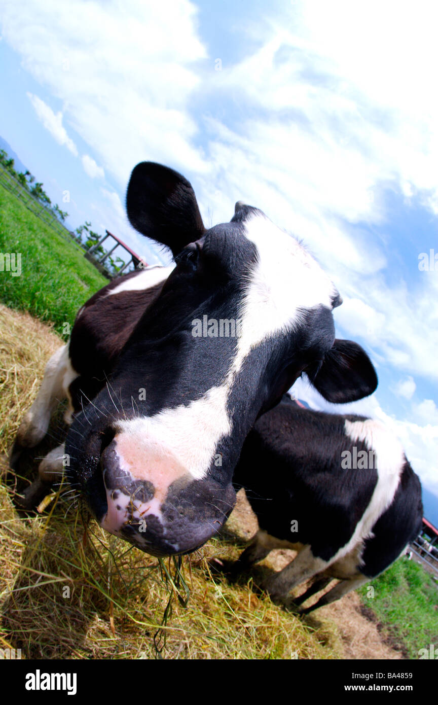 Two cows eating grass hi-res stock photography and images - Alamy