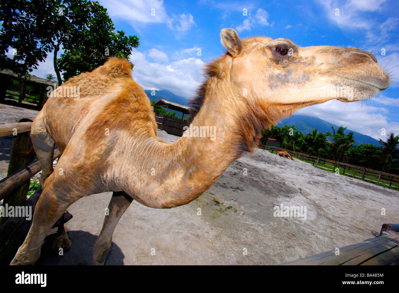 Close up of camel fish eye Stock Photo - Alamy