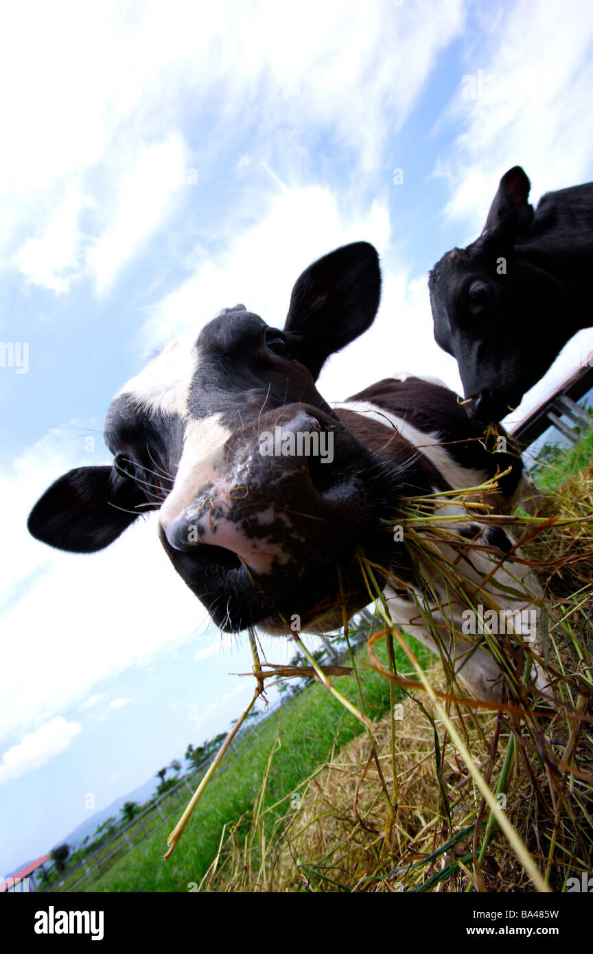 Cows eating hay in field Stock Photo - Alamy