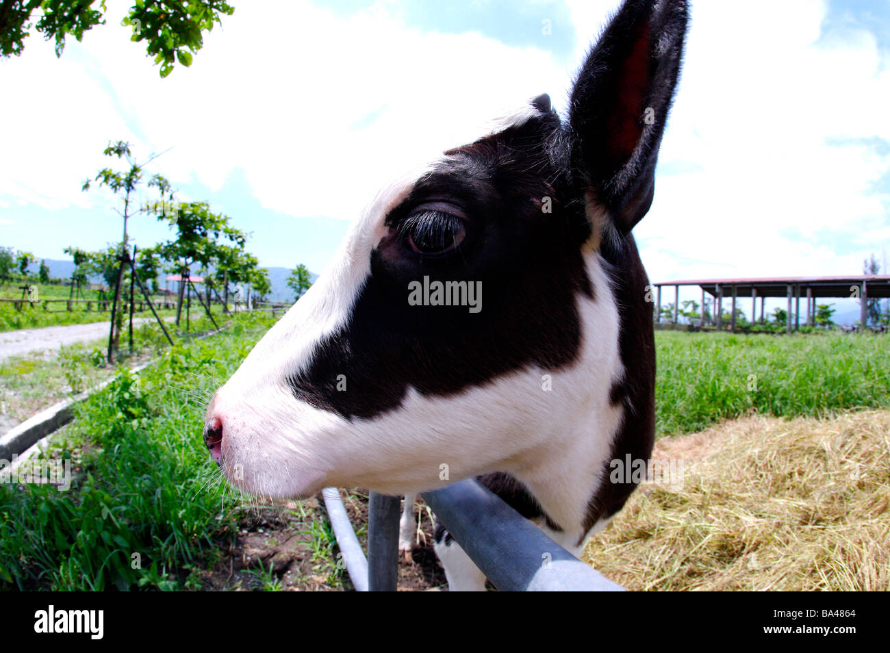 Cow in field close up fish eye Stock Photo - Alamy