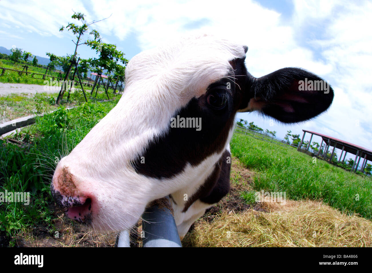 Cow Fish Eye Lens High Resolution Stock Photography and Images - Alamy