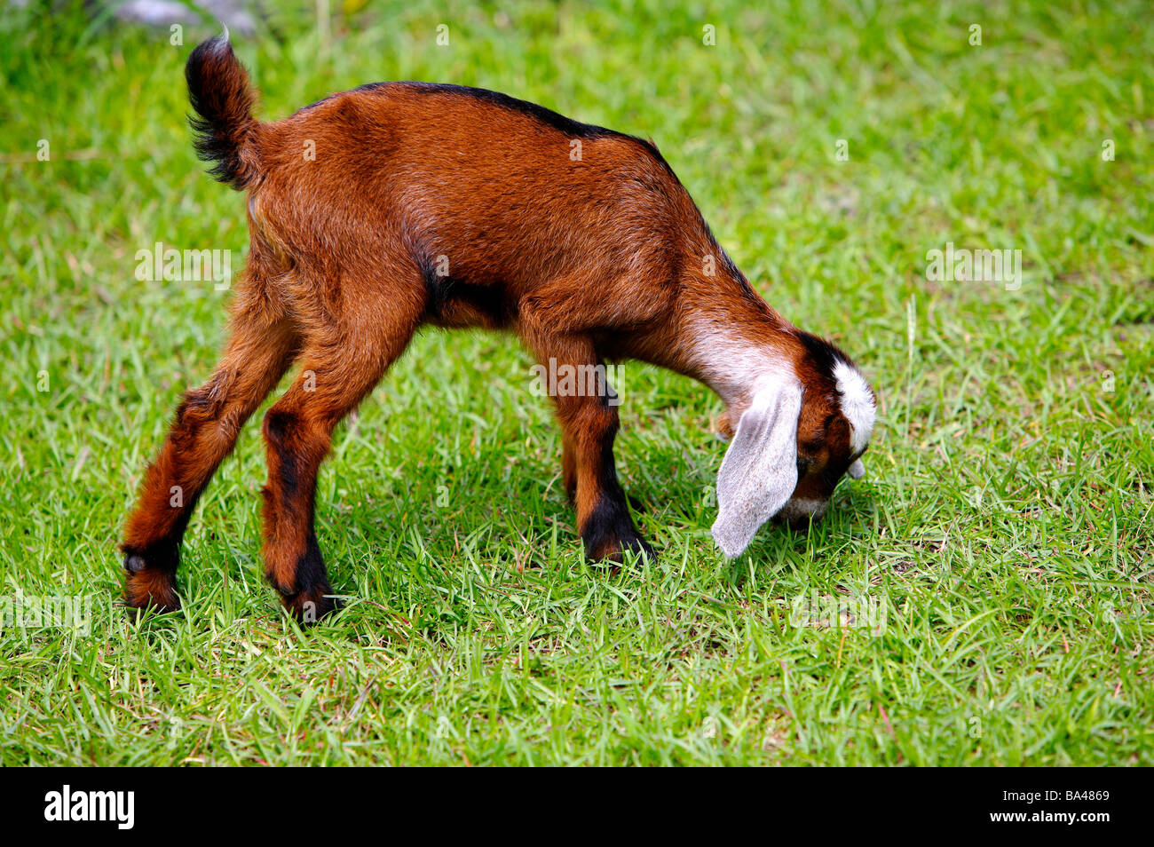 Goat in field eating grass Stock Photo - Alamy