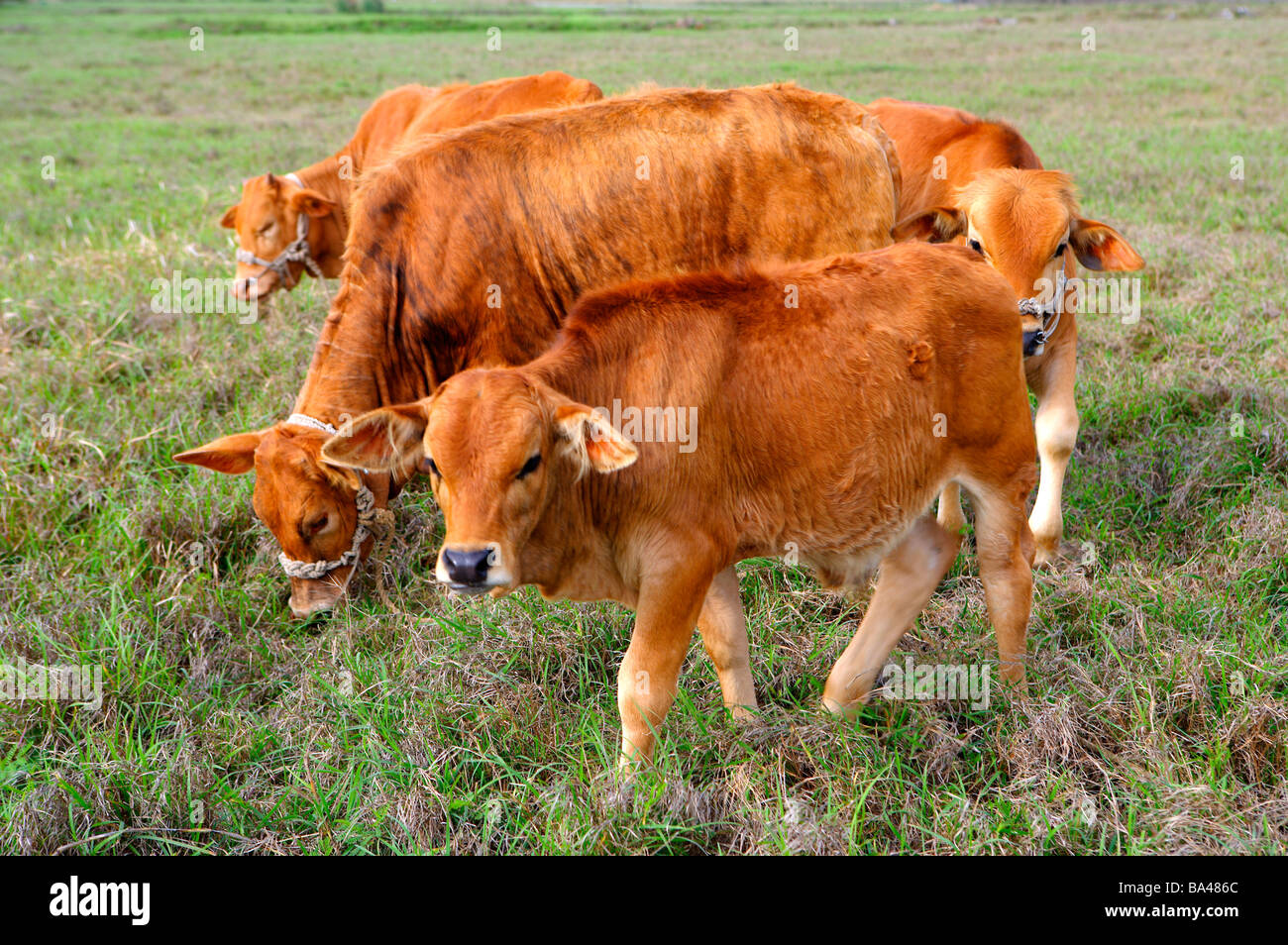 Cows taiwan hi-res stock photography and images - Alamy