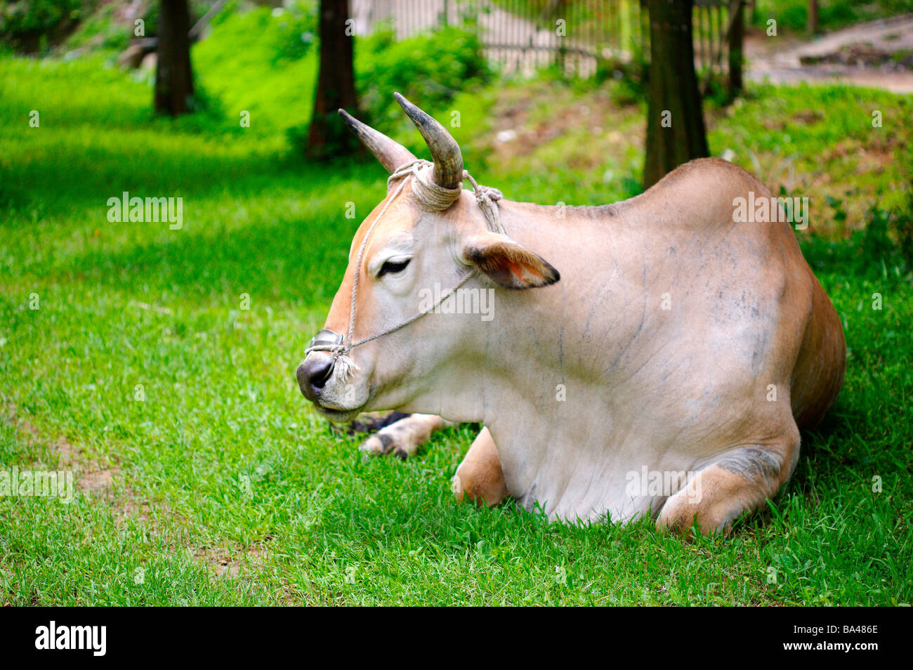 Cow resting in field side view Stock Photo - Alamy