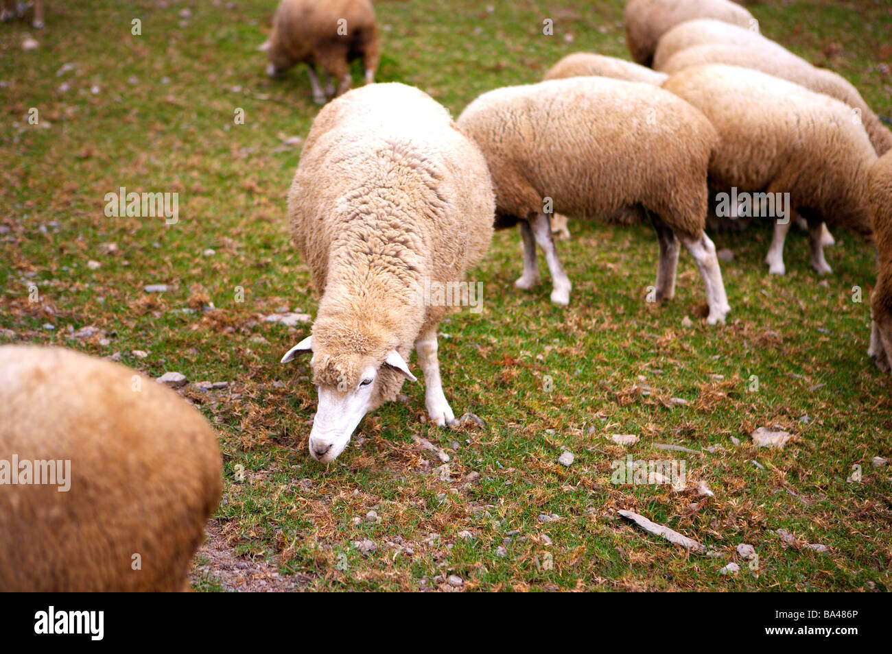 Sheep huddling together high angle view Stock Photo - Alamy