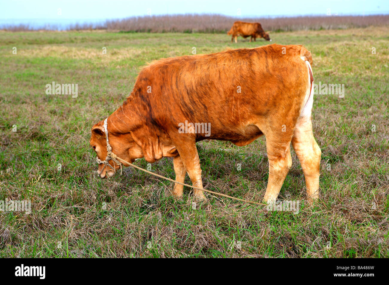 Cow in field Stock Photo - Alamy