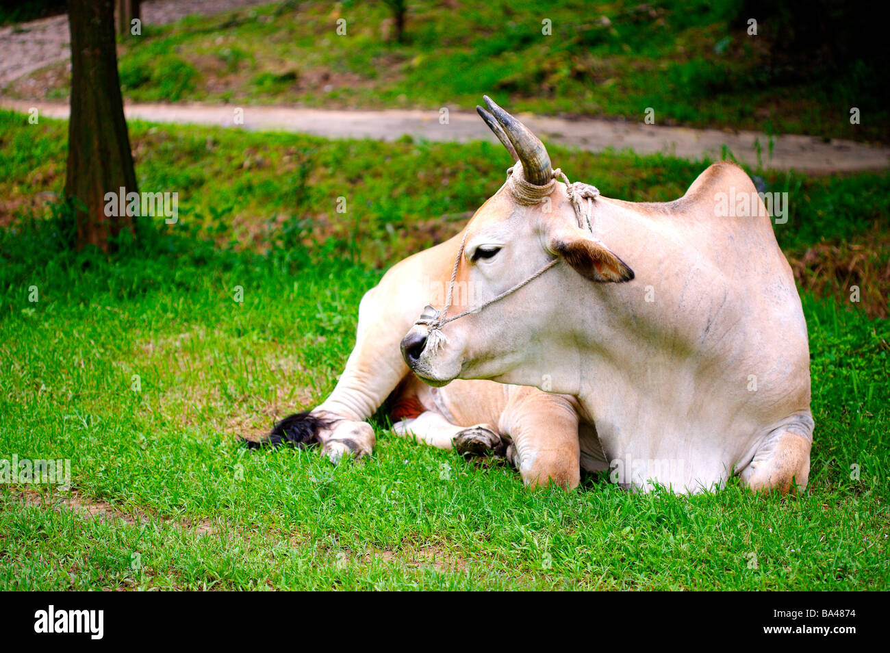 Cow resting hi-res stock photography and images - Alamy