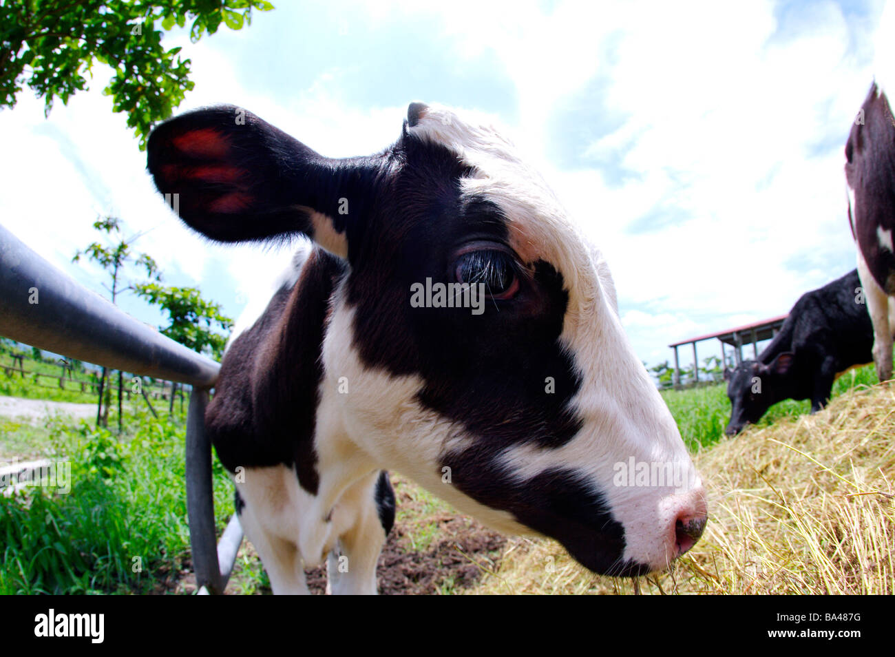 Cow in field close up fish eye Stock Photo - Alamy