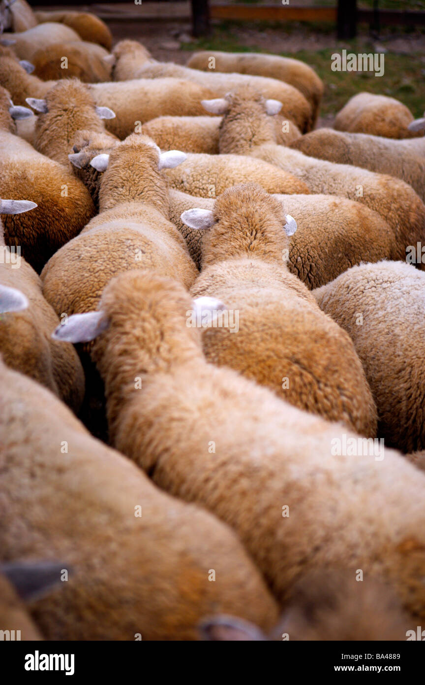 Sheep huddling together high angle view Stock Photo - Alamy