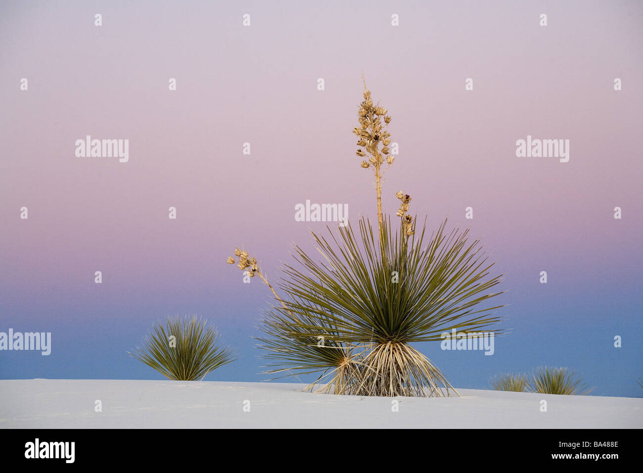 Agave filamentosa hi-res stock photography and images - Alamy