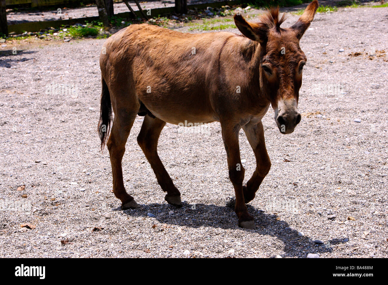 Side view of a donkey Stock Photo - Alamy