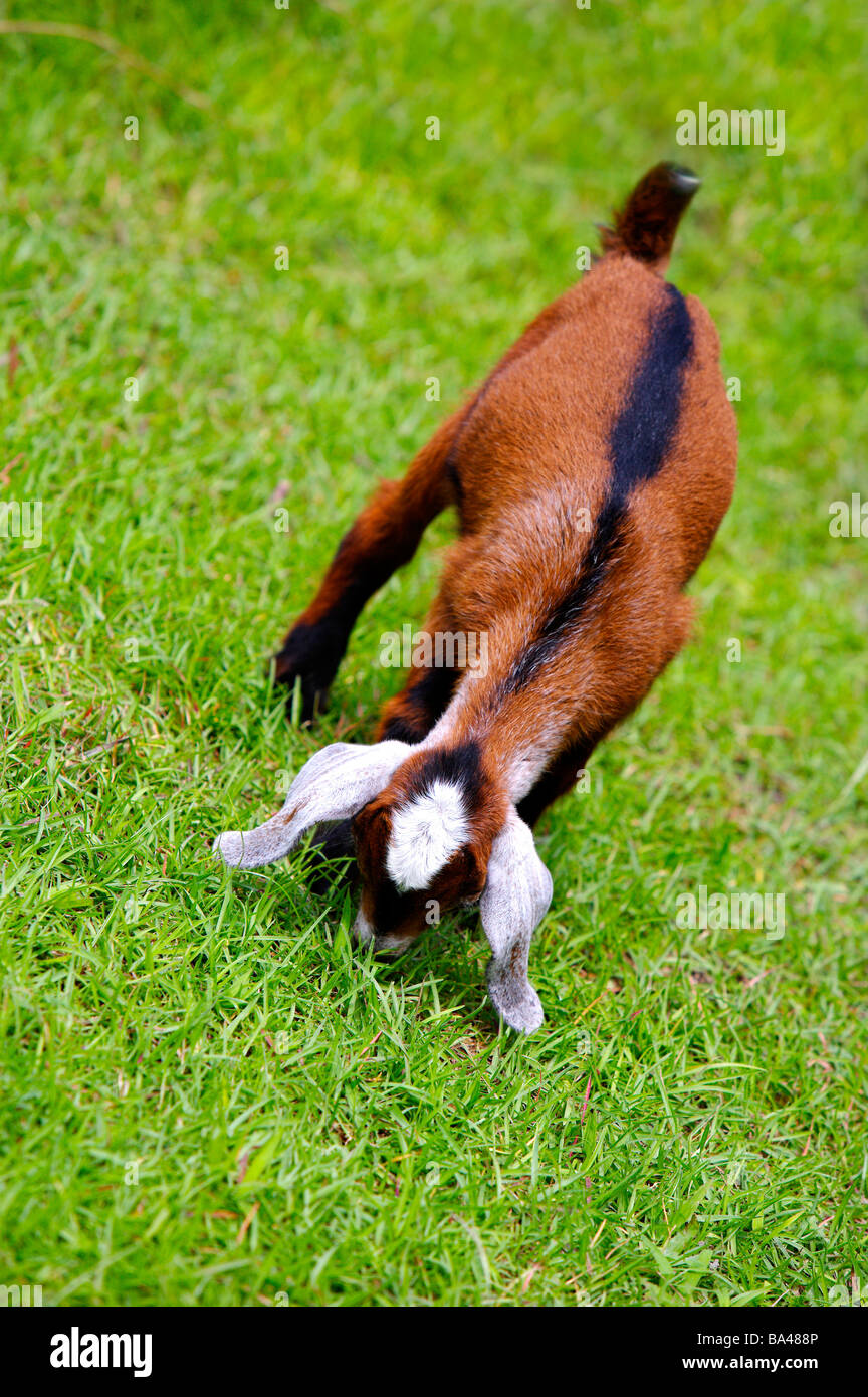 Goat in grass hi-res stock photography and images - Alamy