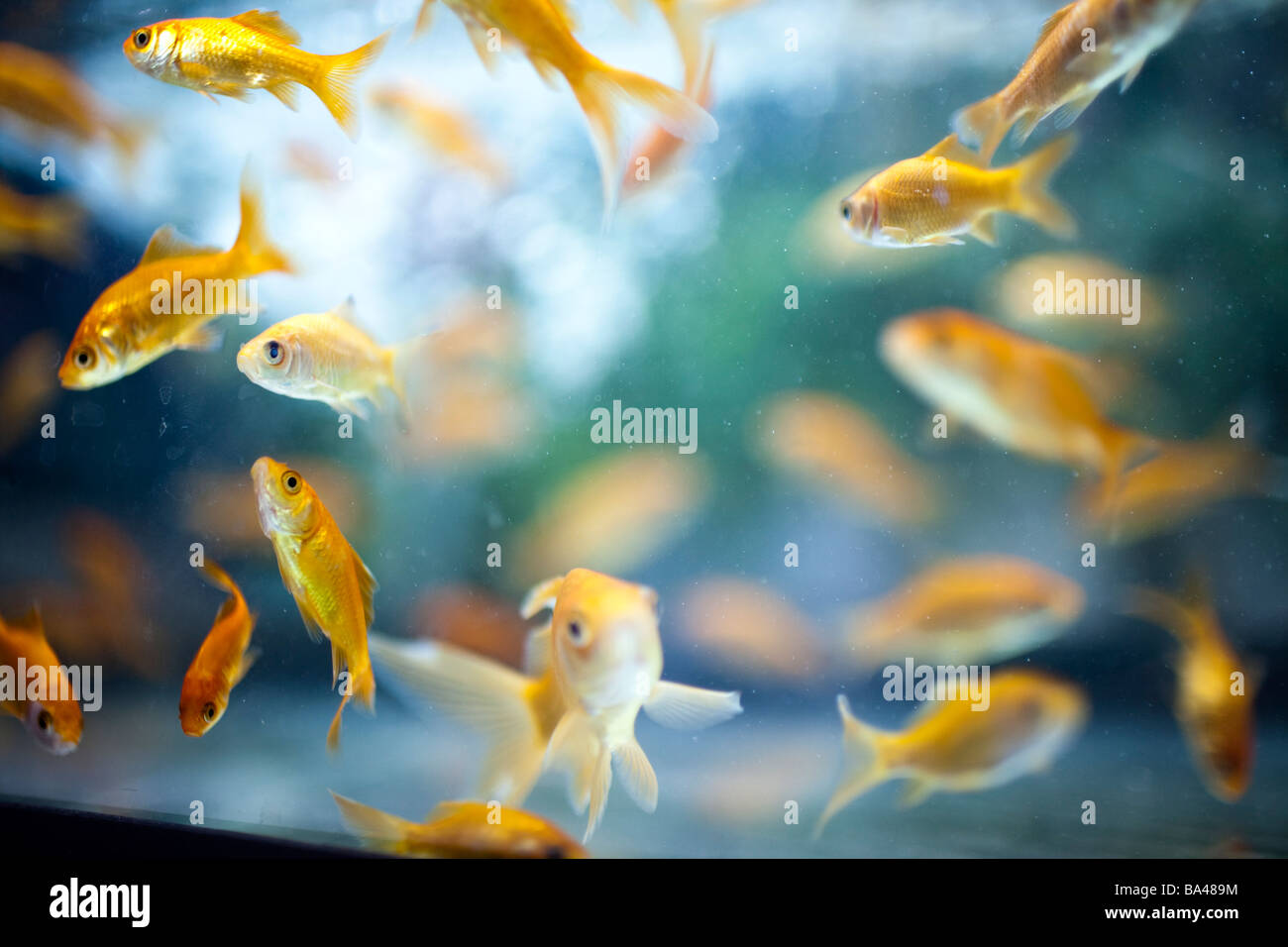Little fishes in a fish tank town of Seville autonomous community of ...