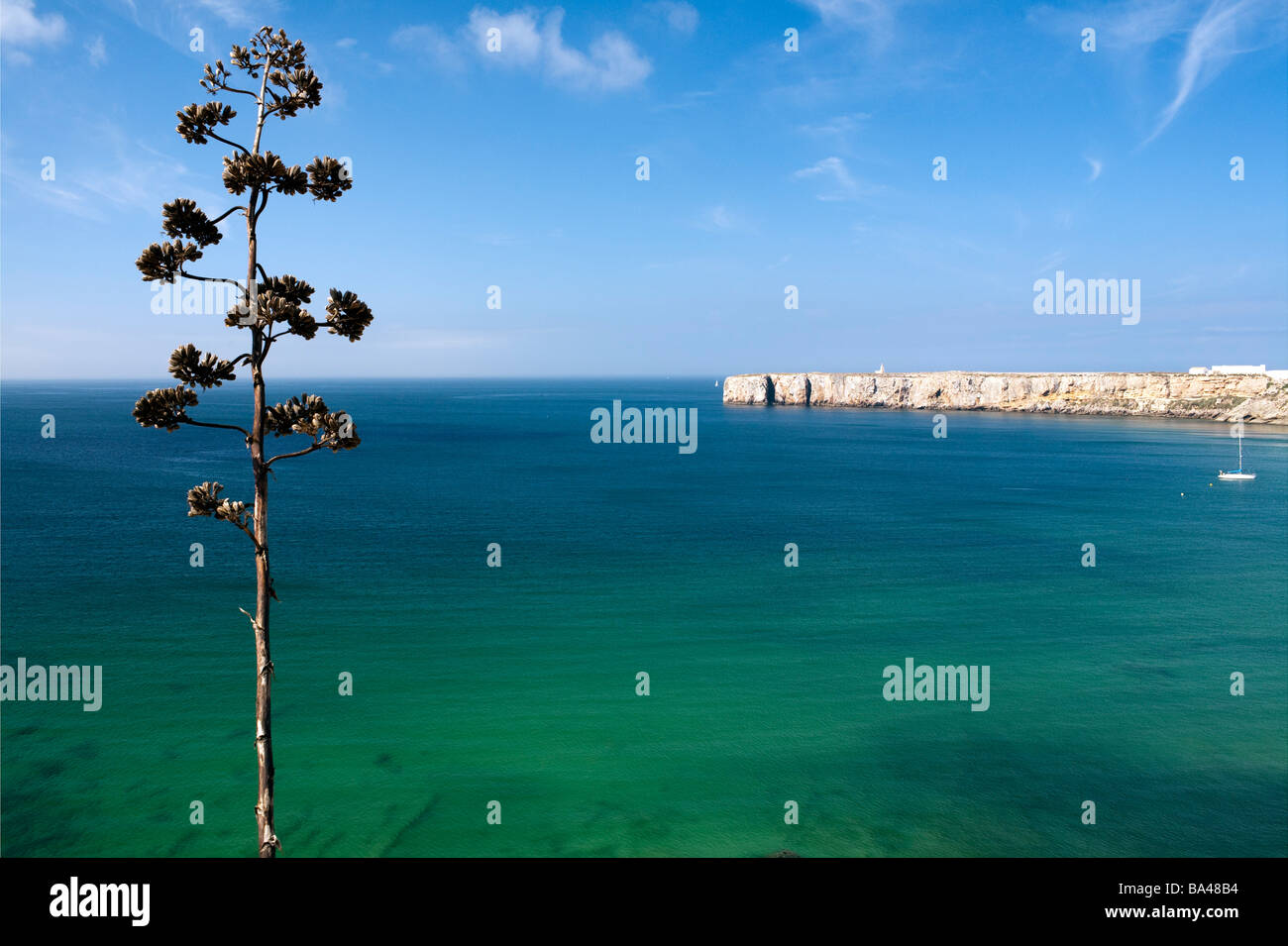 Flower spike of a pita or agave plant with the Atlantic Ocean on the ...
