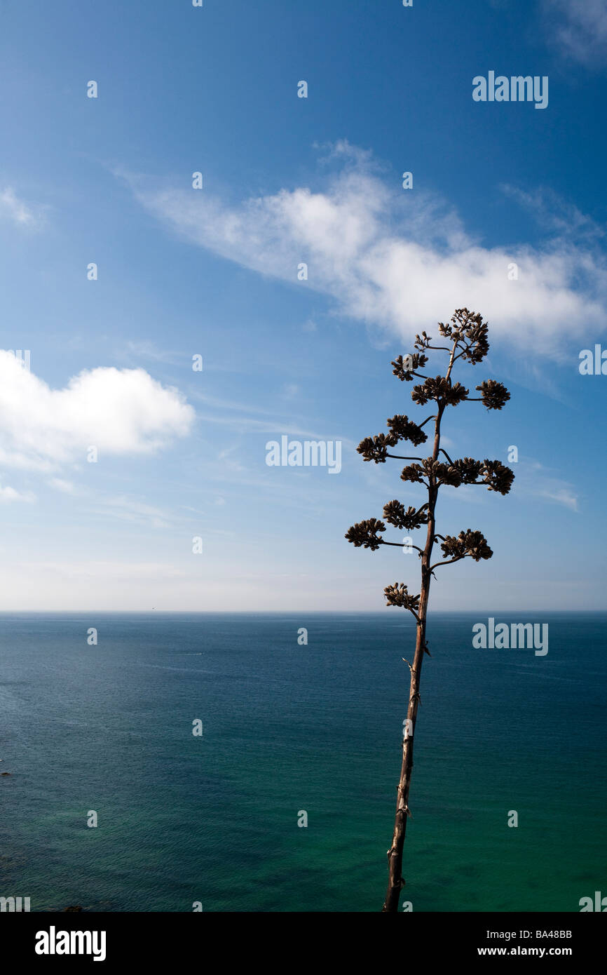 Flower spike of a pita or agave plant with the Atlantic Ocean on the ...