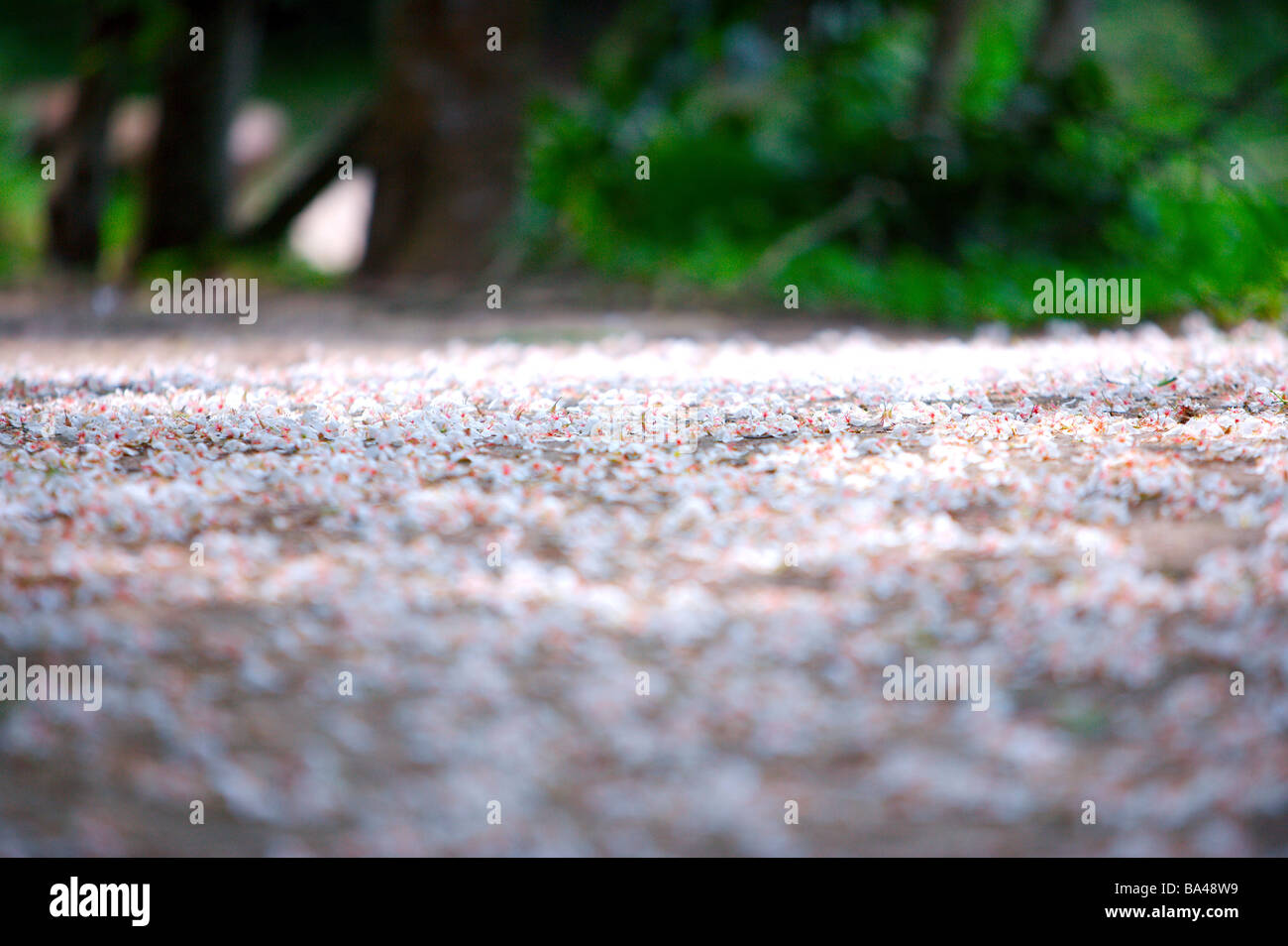 White flowers falling on ground Stock Photo - Alamy