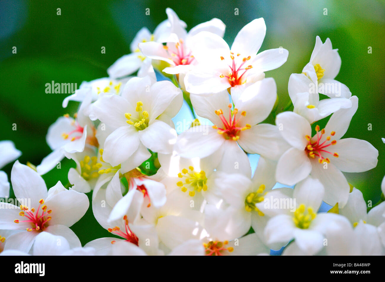 Bunch of white flowers Stock Photo - Alamy