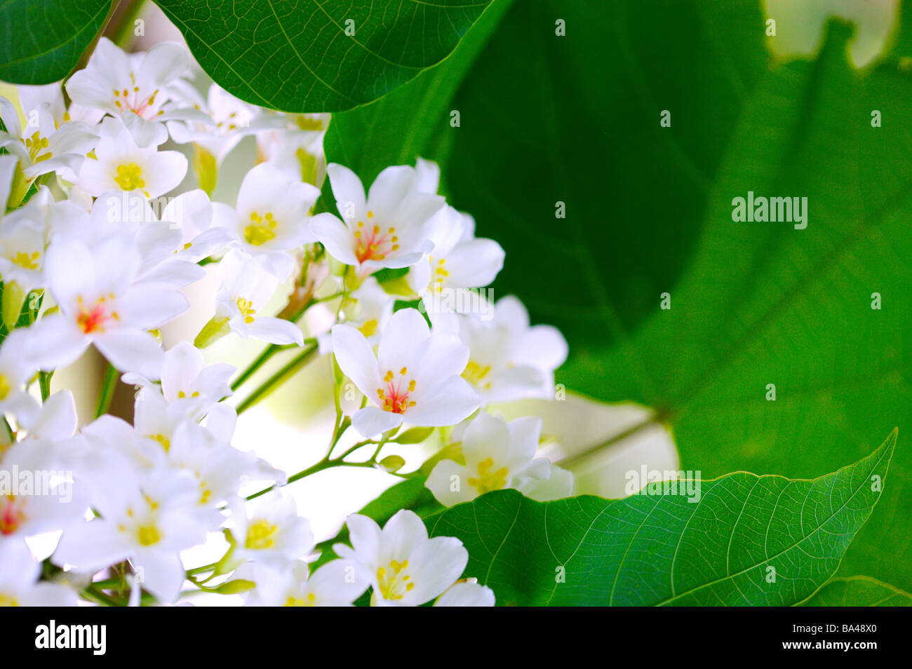 Bunch of flowers with green leaves Stock Photo - Alamy