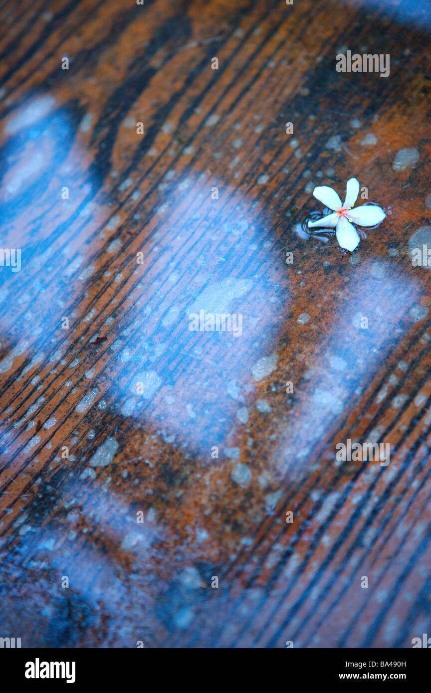 Single white flower hi-res stock photography and images - Alamy