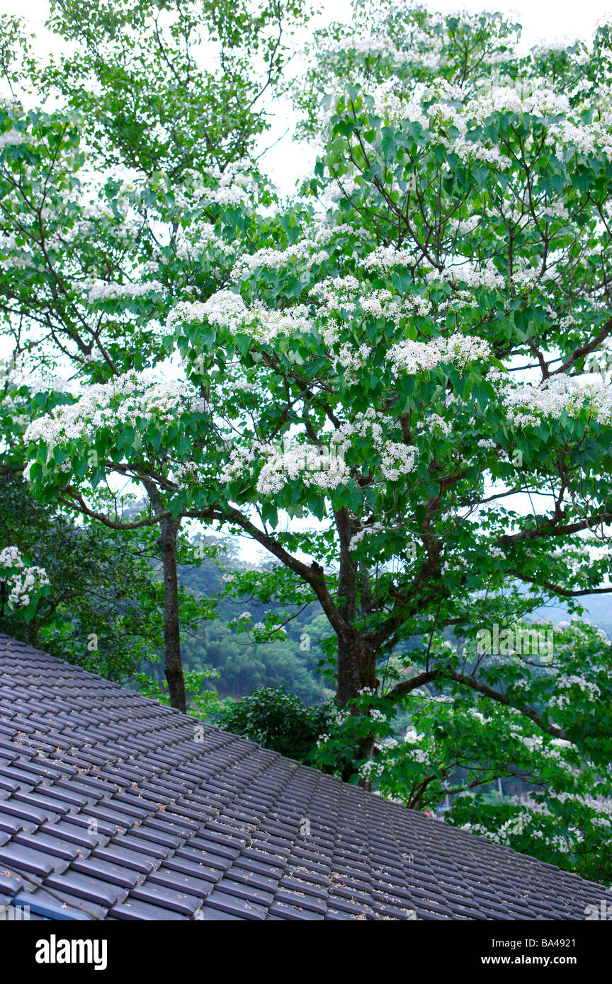 Trees by roof Stock Photo - Alamy