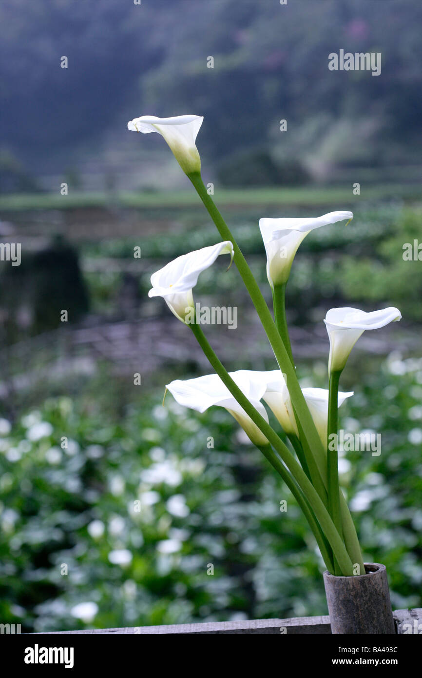 Beautiful bouquet of white callas on a black background horizontal ...