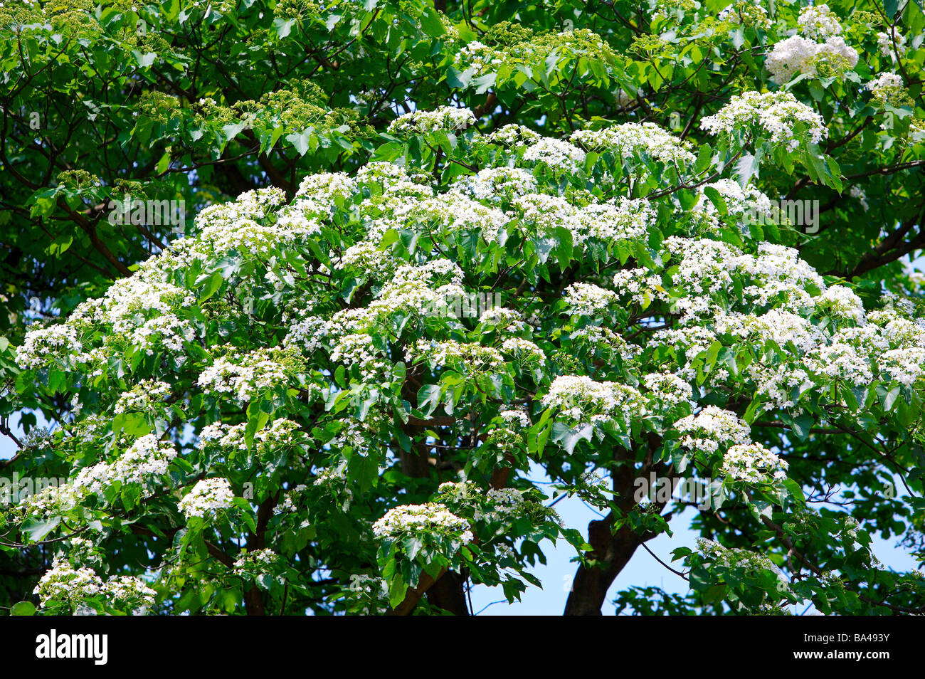 Trees with white flowers Stock Photo - Alamy