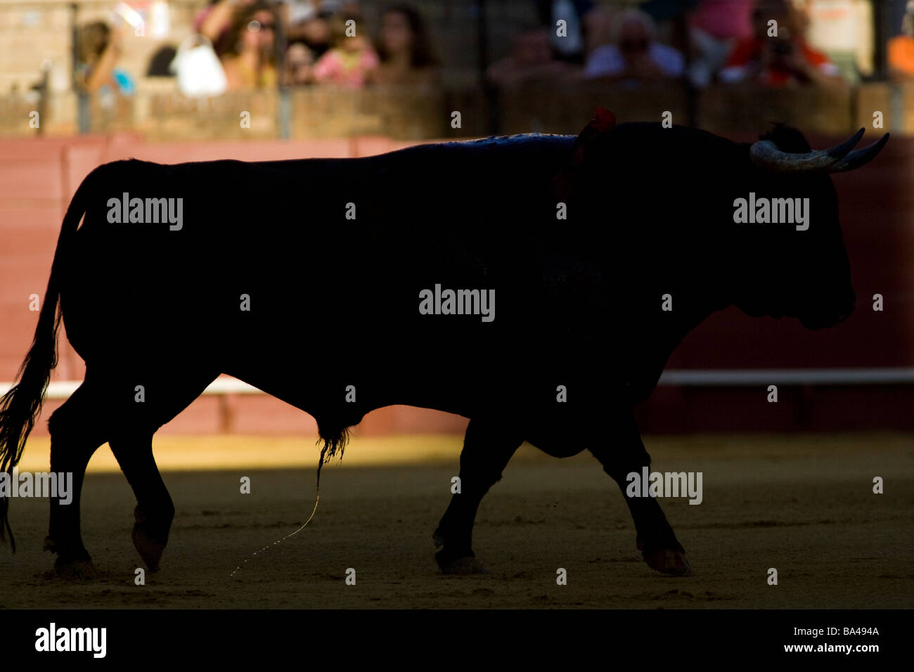 Shaded fighting bull Real Maestranza bullring Seville autonomous ...