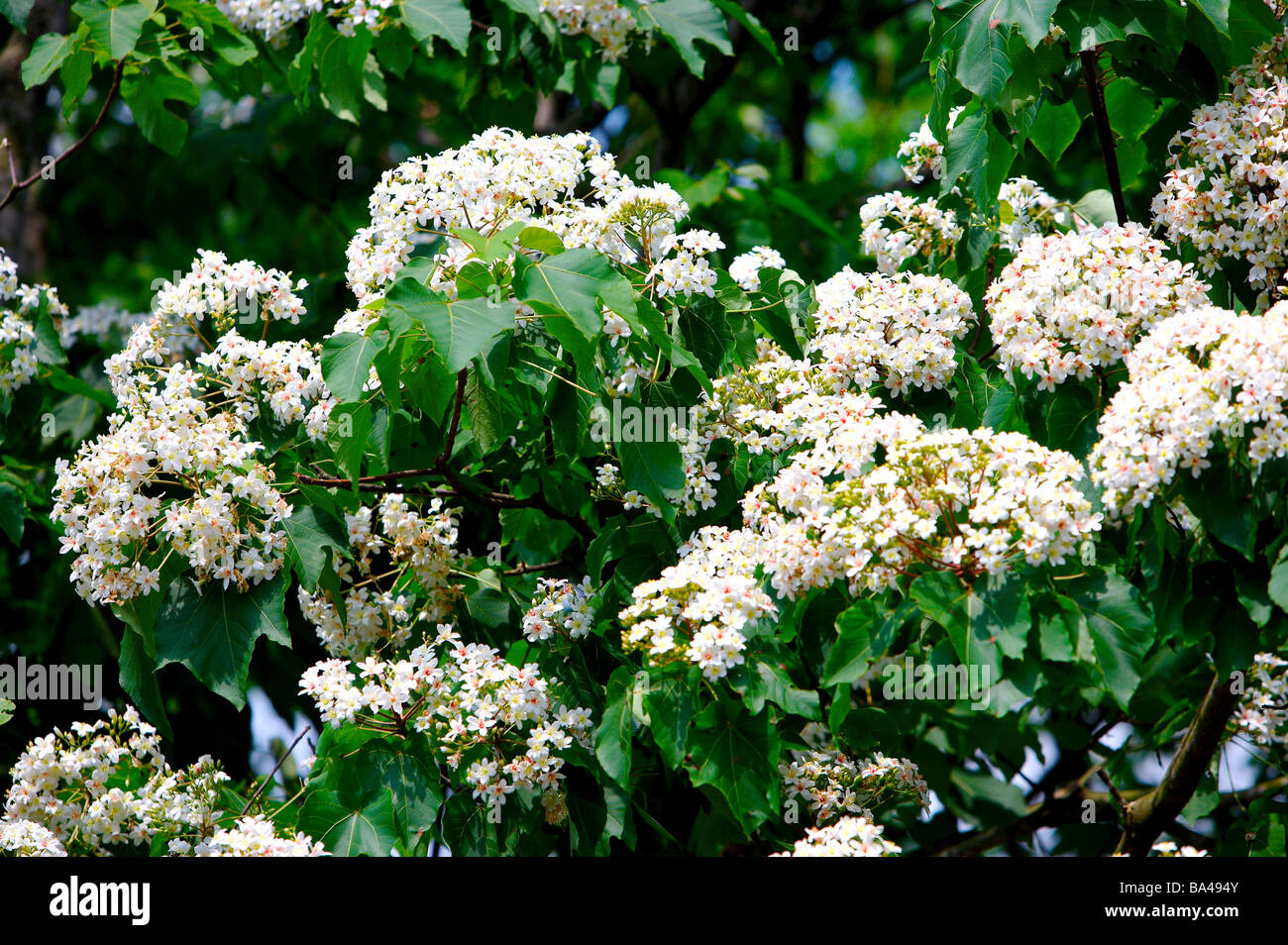 Trees with white flowers Stock Photo - Alamy