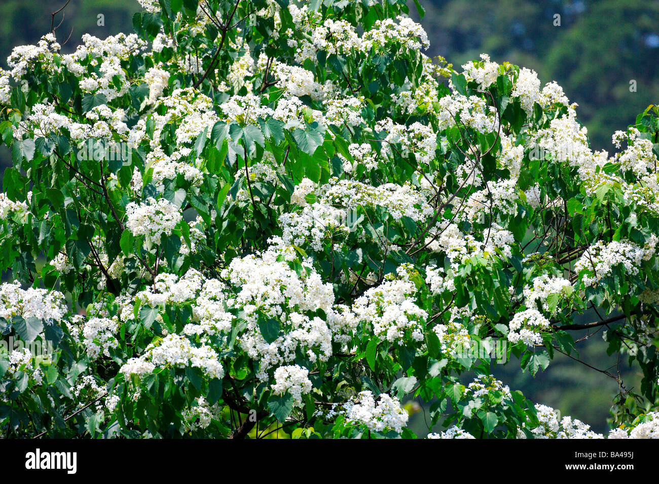 Trees with white flowers Stock Photo - Alamy