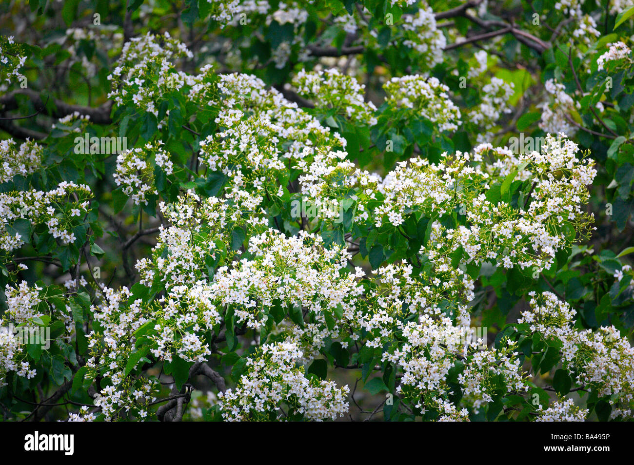 Trees with white flowers Stock Photo - Alamy