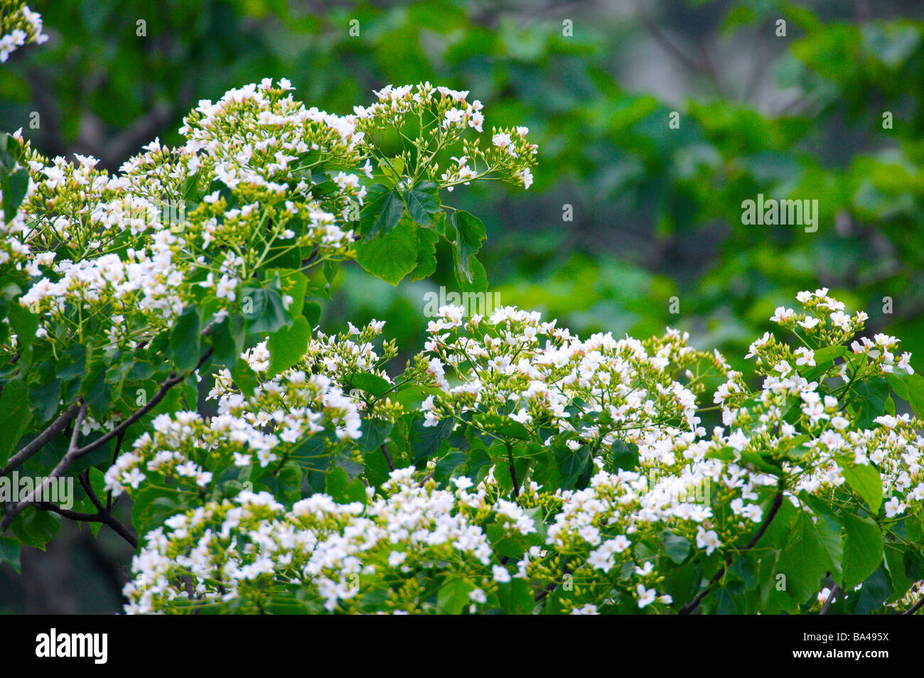Trees with white flowers Stock Photo - Alamy