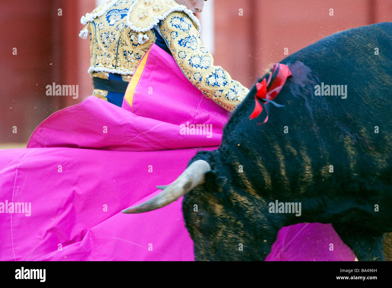 Bullfight action Real Maestranza bullring Seville autonomous community ...