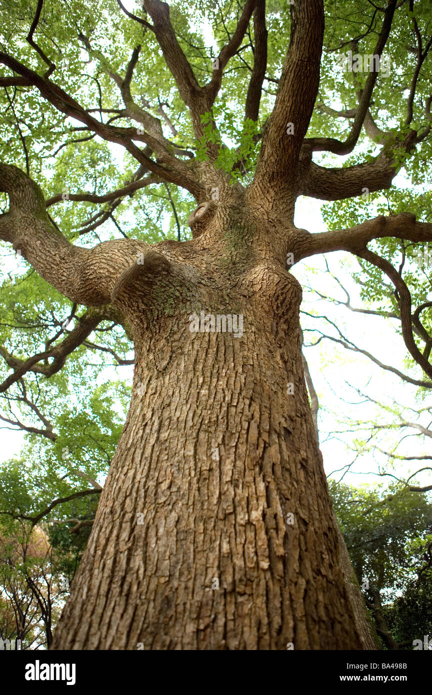 Large tree low angle view Stock Photo - Alamy