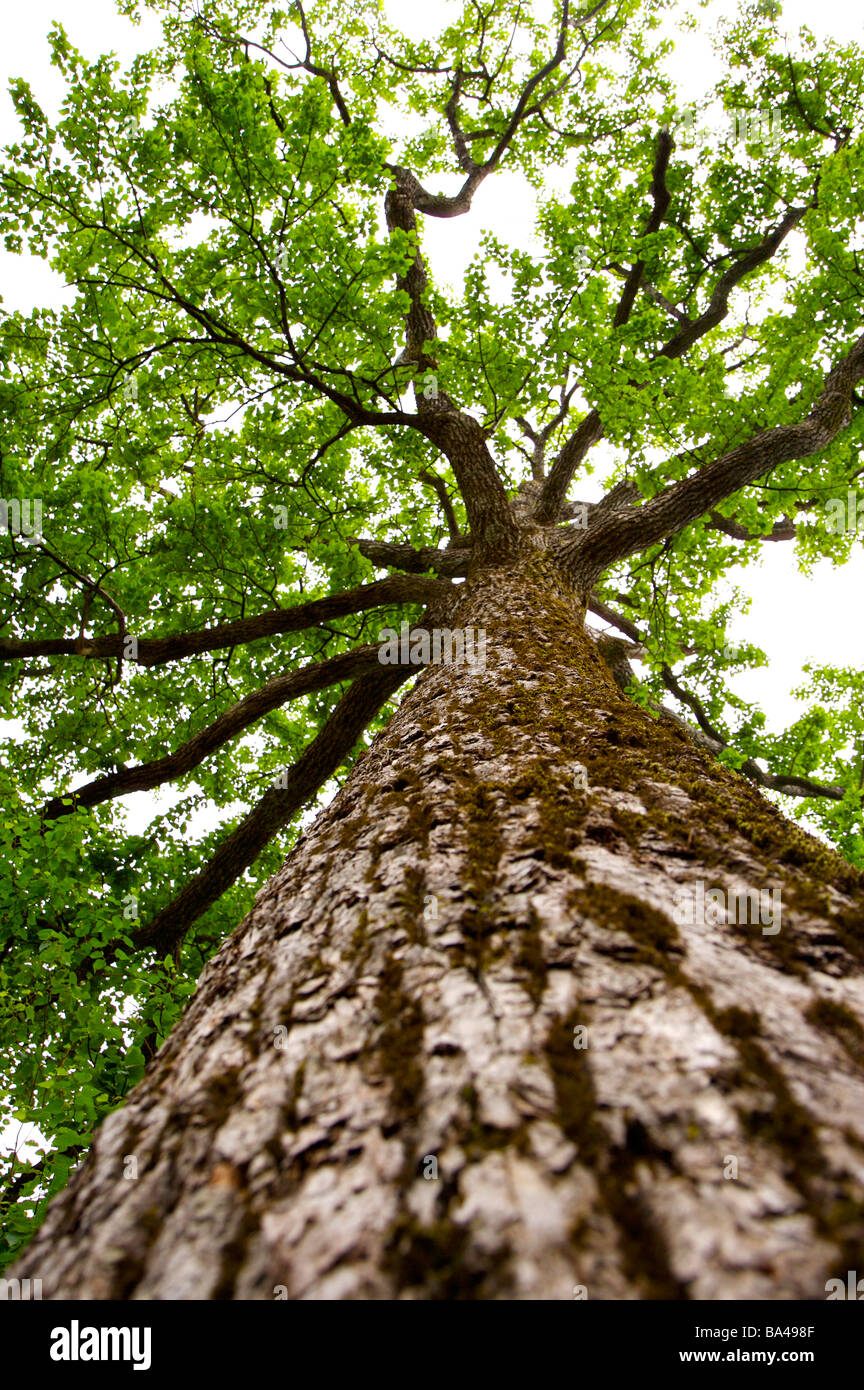 Large tree low angle view Stock Photo - Alamy