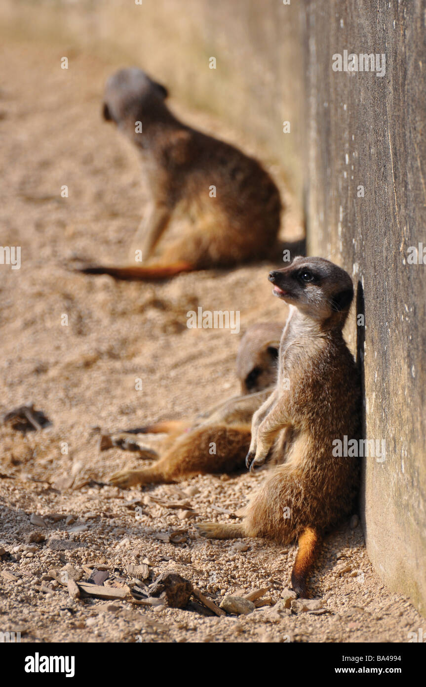 Meerkats resting in the sun Stock Photo - Alamy