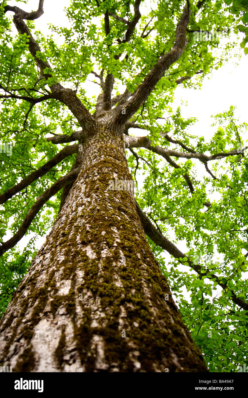 Large tree low angle view Stock Photo - Alamy
