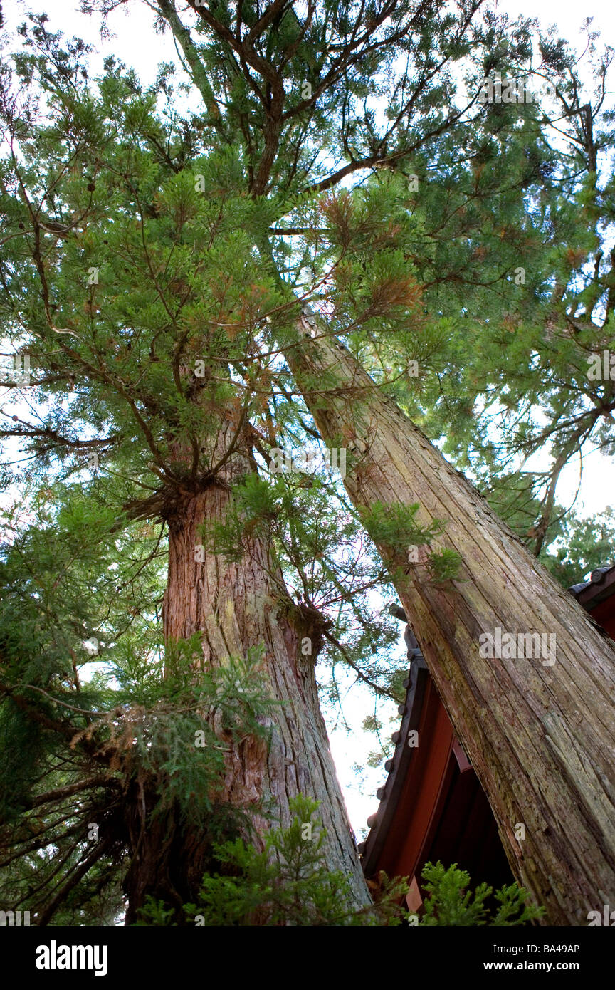 Large tree low angle view Stock Photo - Alamy