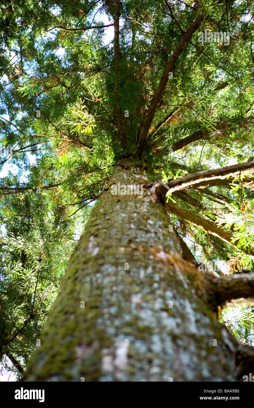 Large tree low angle view Stock Photo - Alamy