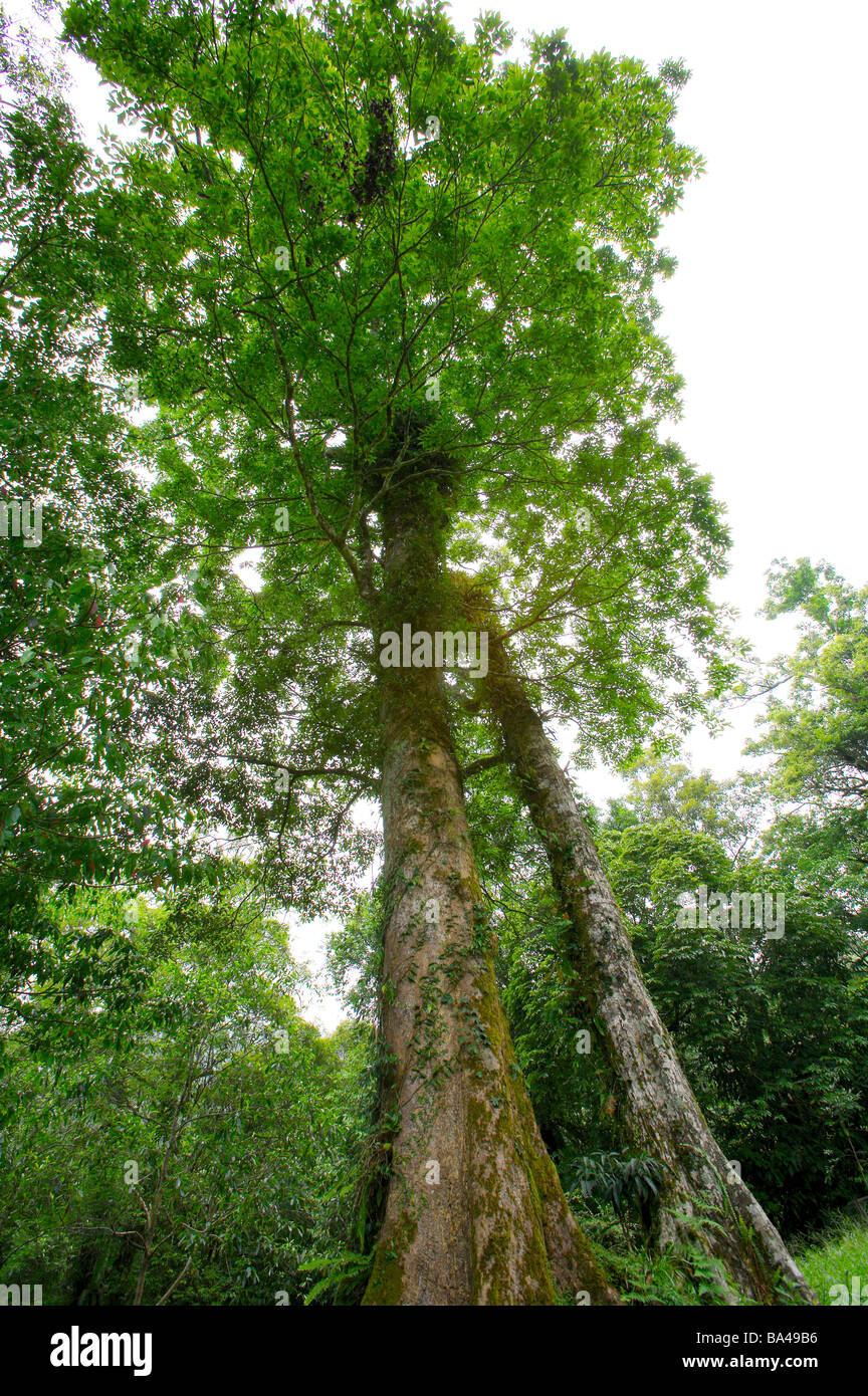 Large tree low angle view Stock Photo - Alamy