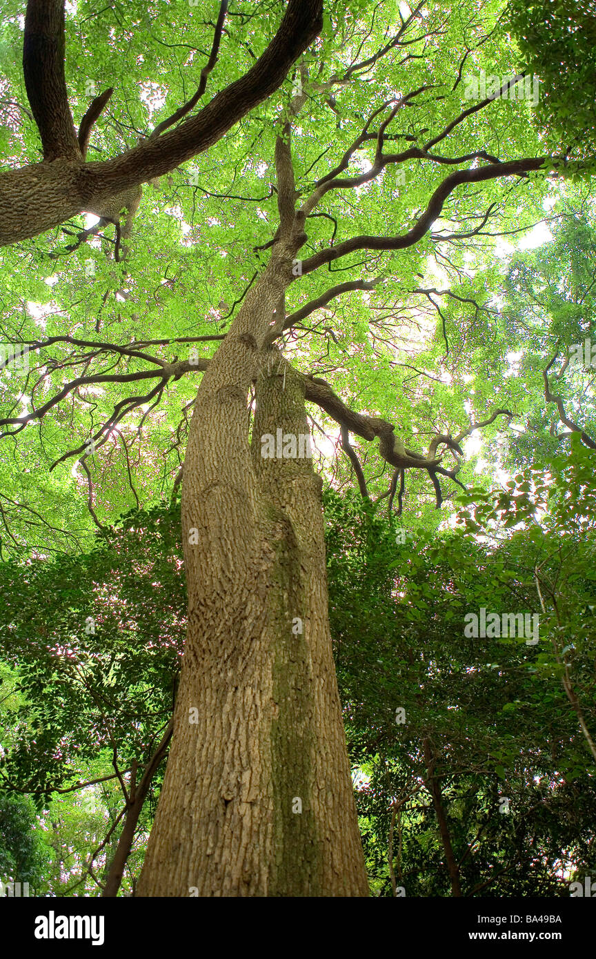 Large tree low angle view Stock Photo - Alamy