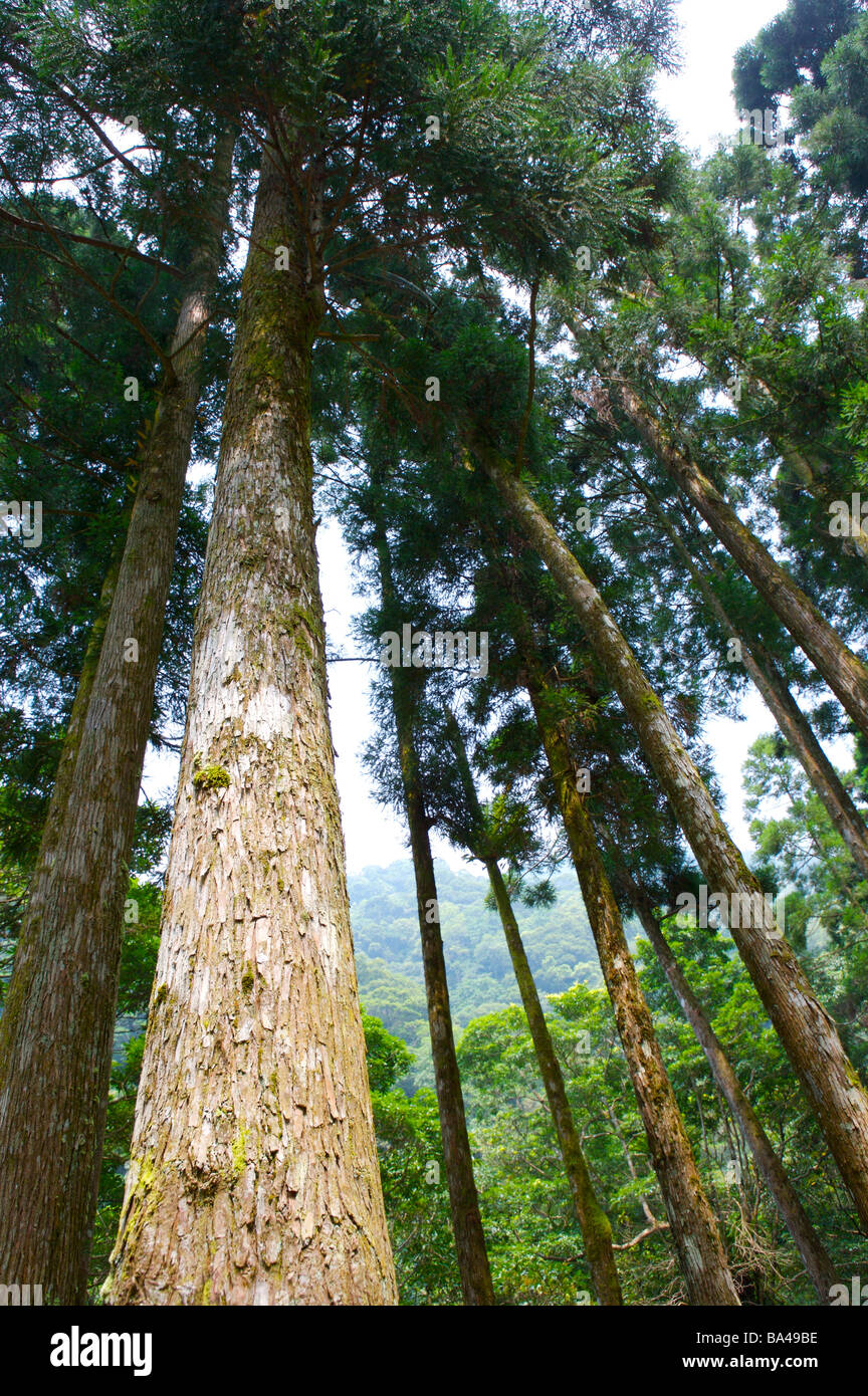Large tree low angle view Stock Photo - Alamy